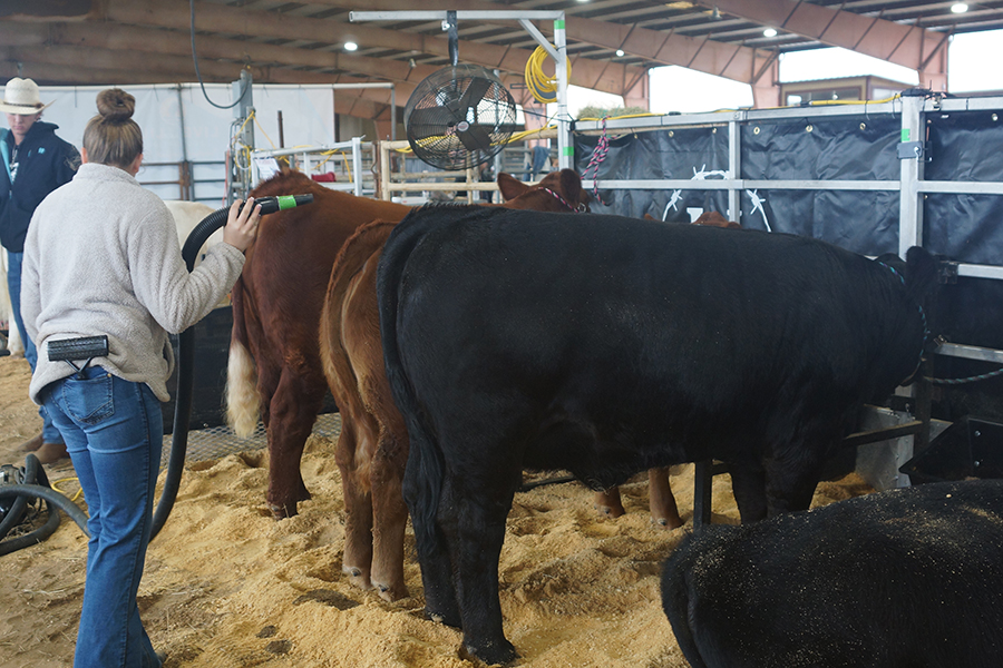 JL Ranch – Your Simbrah Source